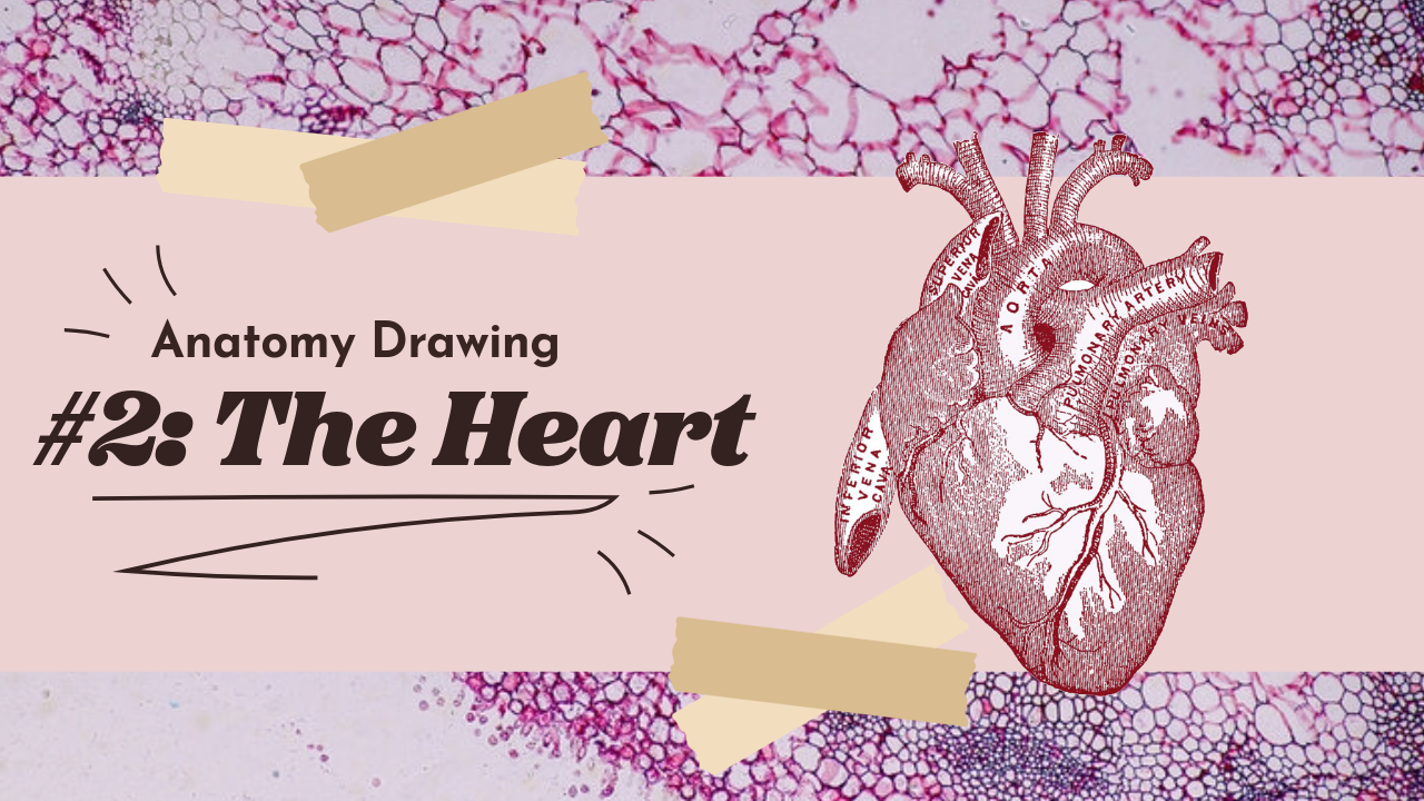 Learn Anatomy by Drawing | Recess